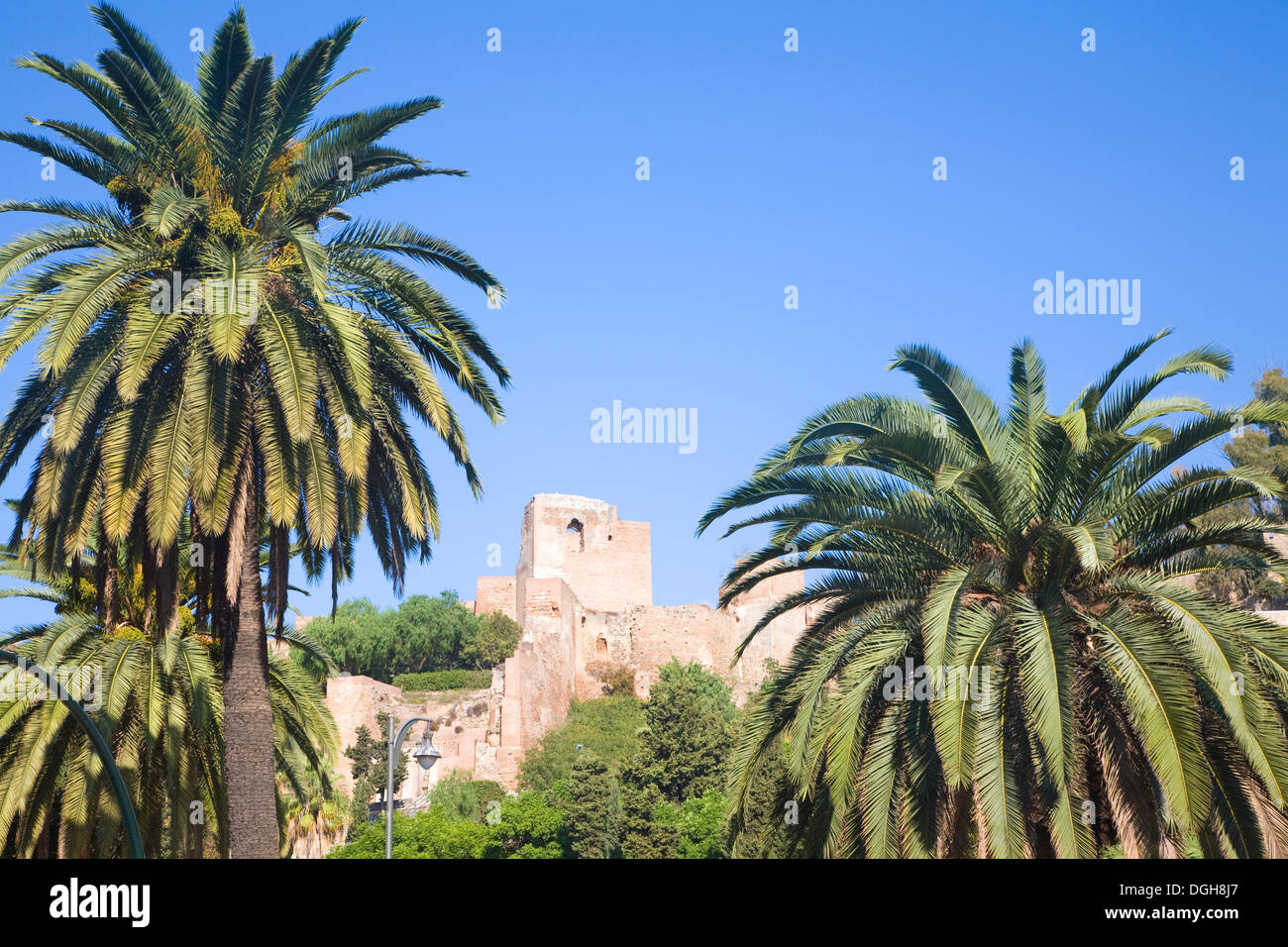 Alcazaba fortress blue sky palm trees Malaga Spain Stock Photo - Alamy