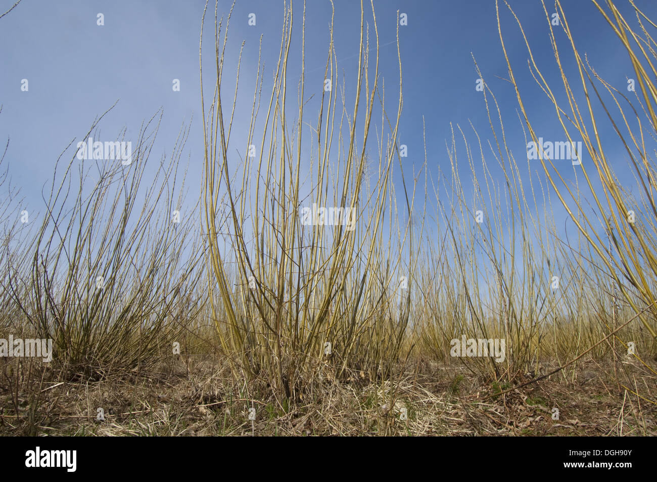 Biomass crop, Willow (Salix sp.) coppice, Vastergotland, Sweden, spring ...