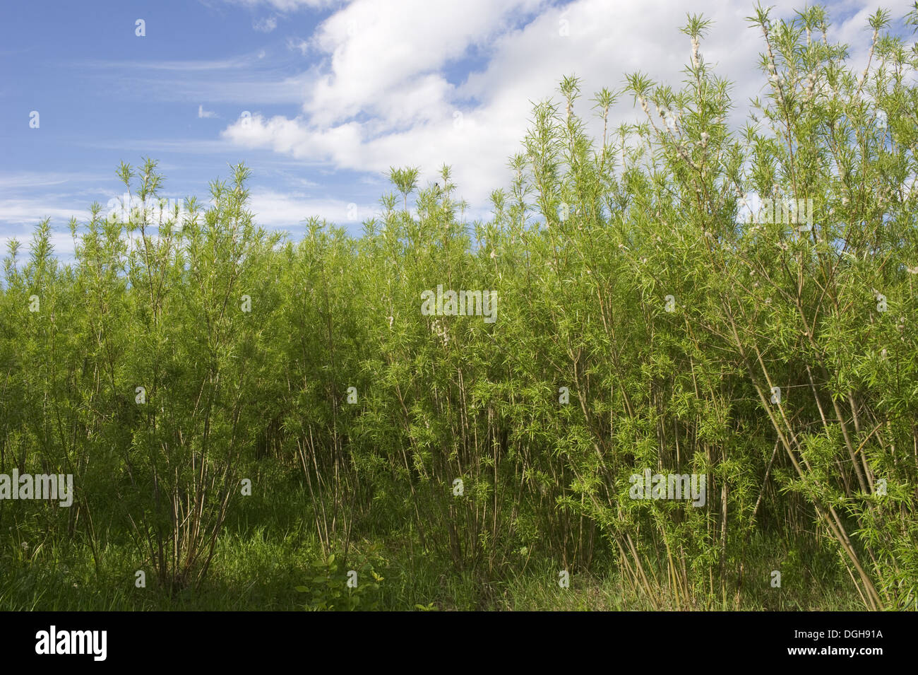 Coppiced willow trees hi-res stock photography and images - Alamy