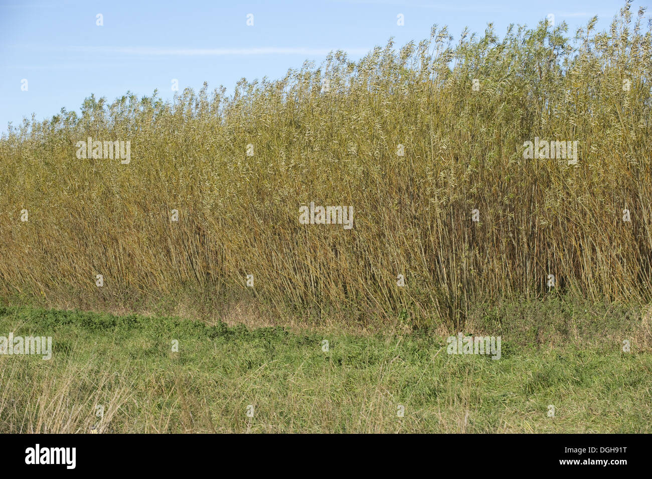 Coppiced willow tree hi-res stock photography and images - Alamy