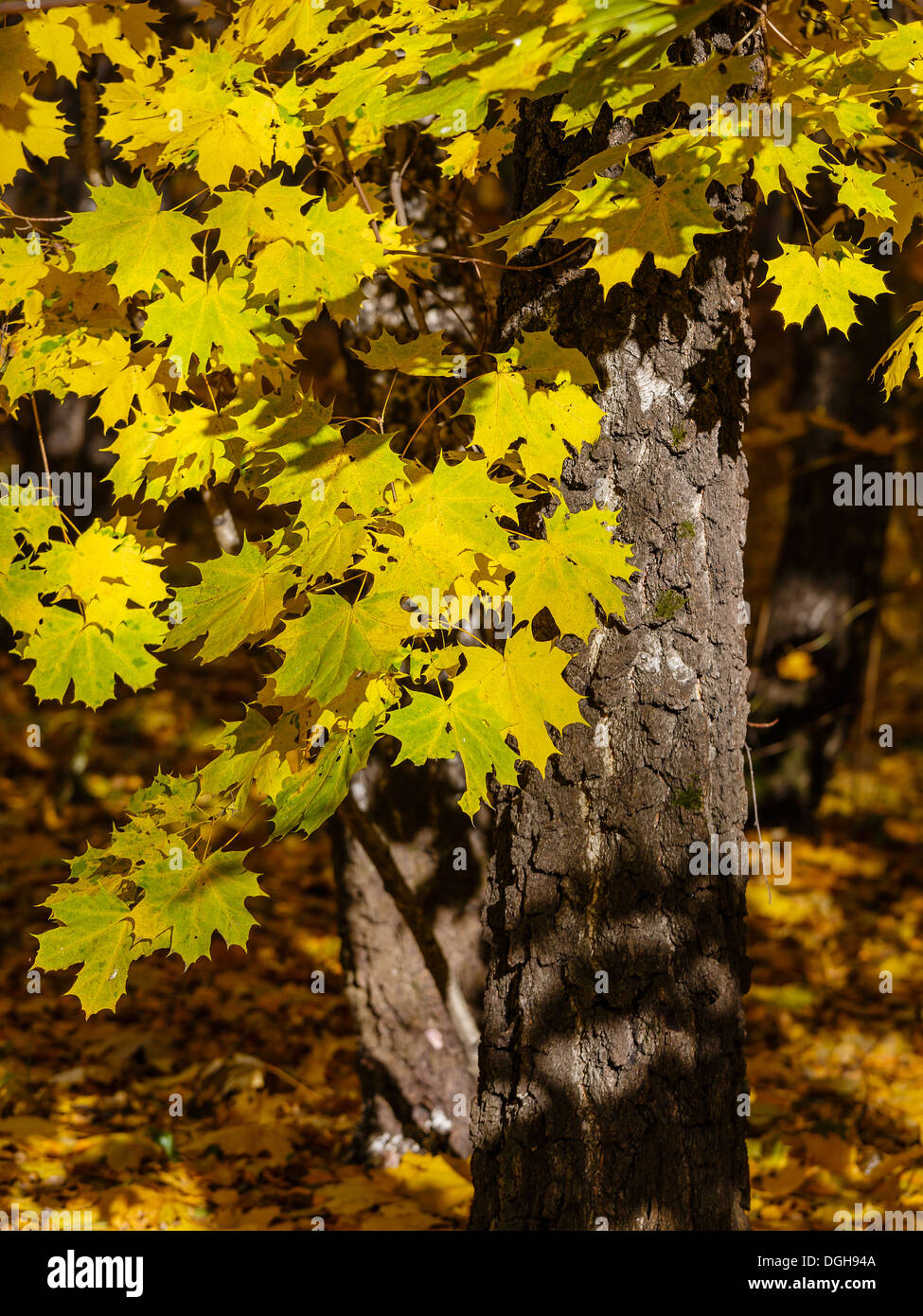 Yellow maple leaves in fall season Stock Photo - Alamy