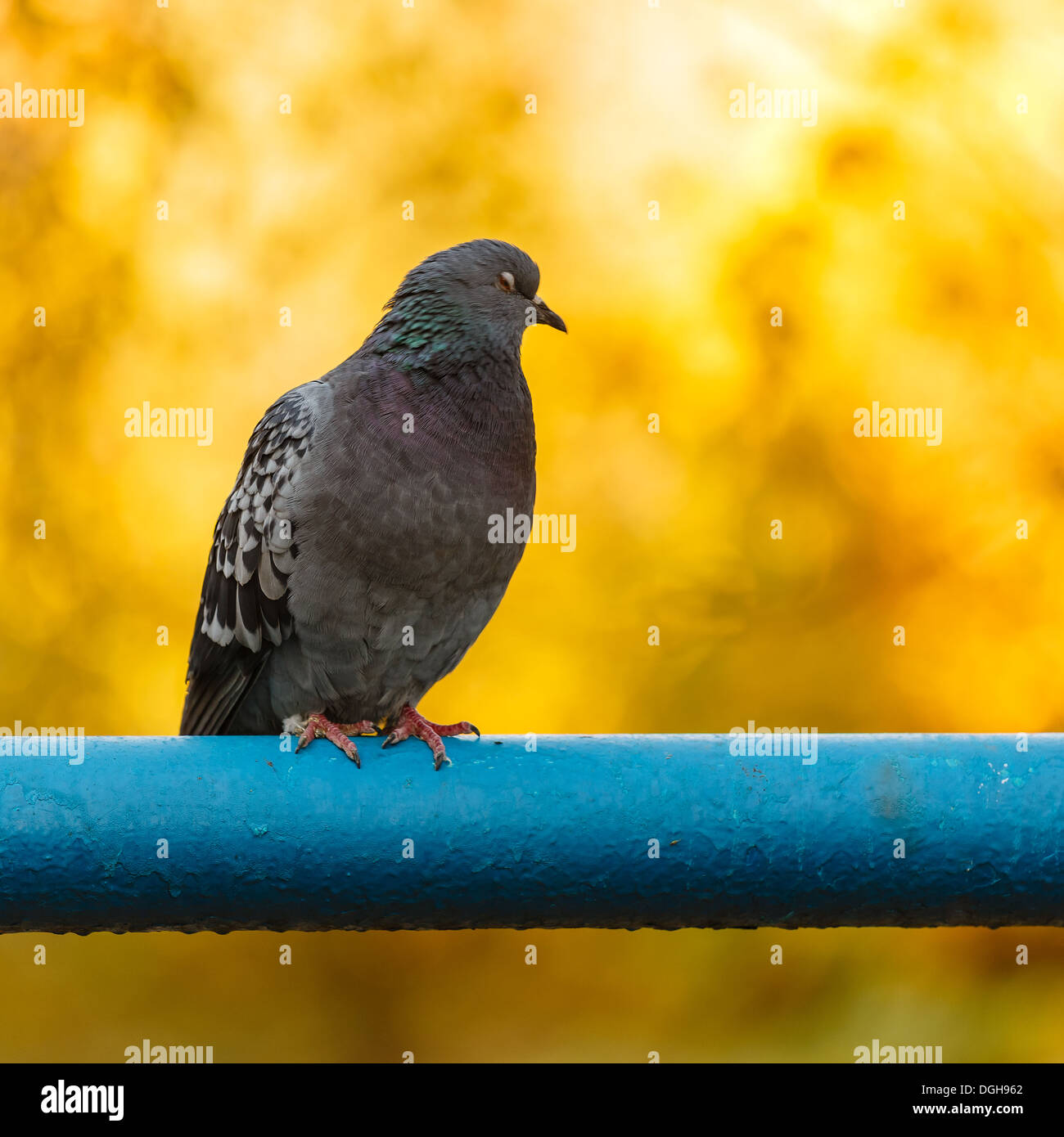 Pigeon sitting on a pipe against autumn foliage illuminated by sun ...