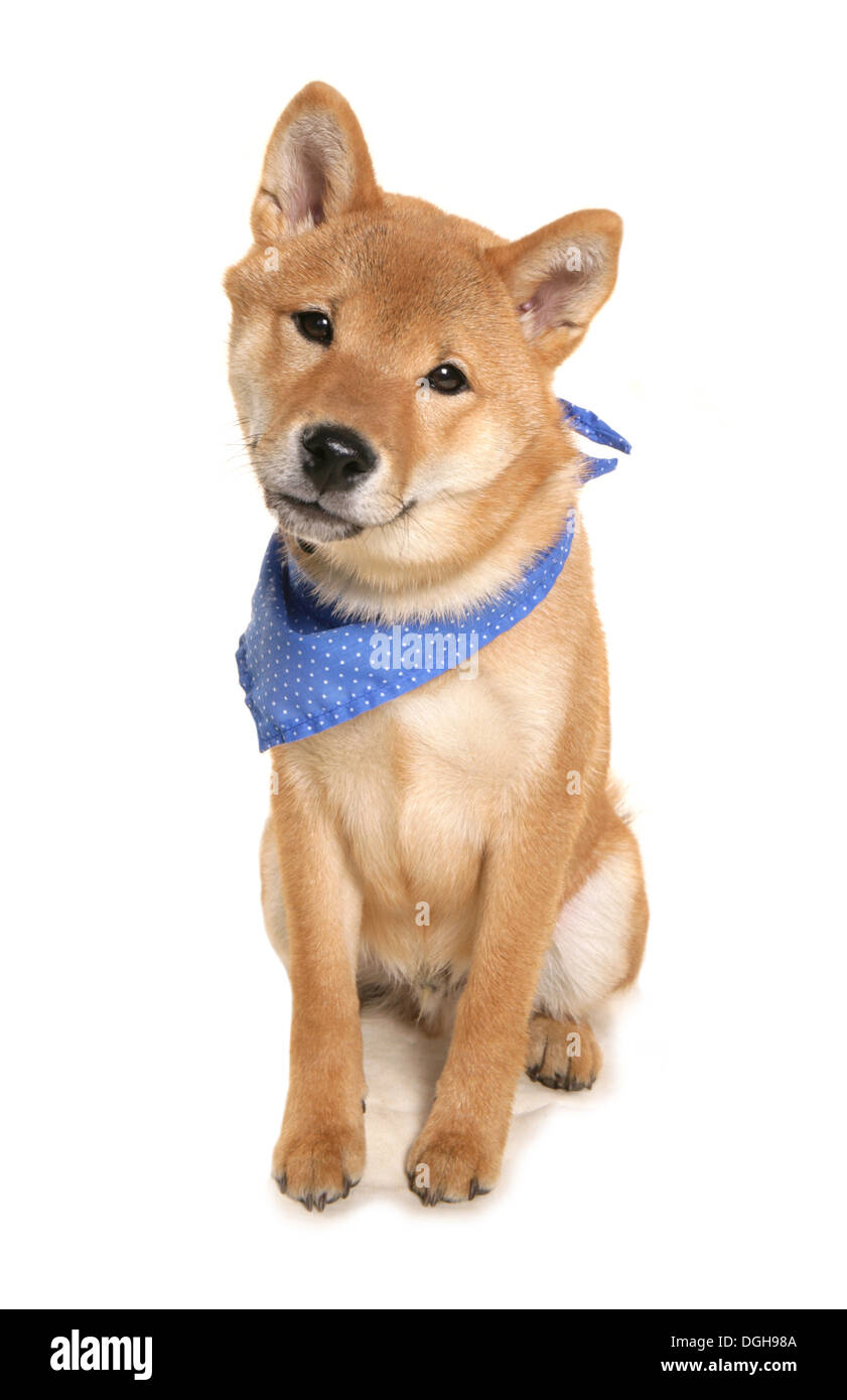 Sitting shiba inu hi-res stock photography and images - Alamy