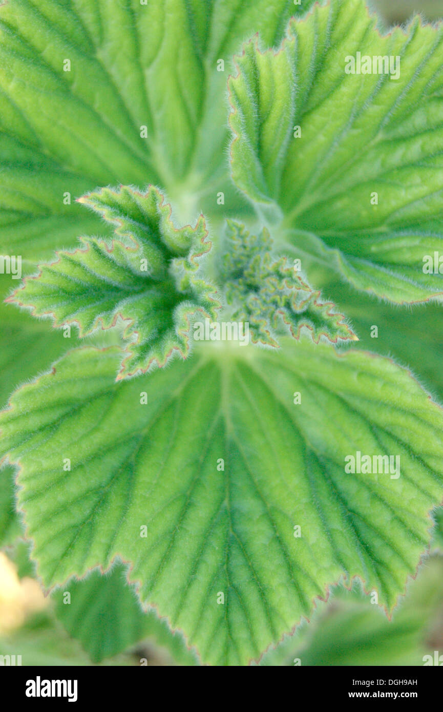 Magnified cactus hi-res stock photography and images - Alamy