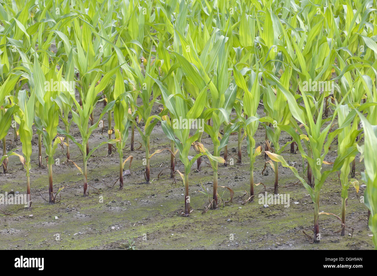 Rows of young maize plants hi-res stock photography and images - Alamy