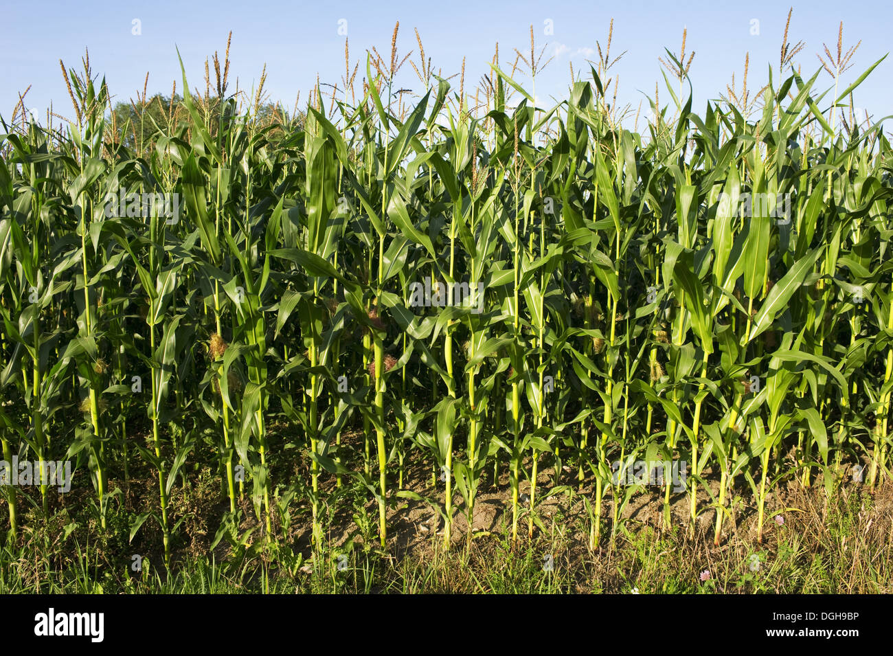 Zea mays flowers hi-res stock photography and images - Alamy