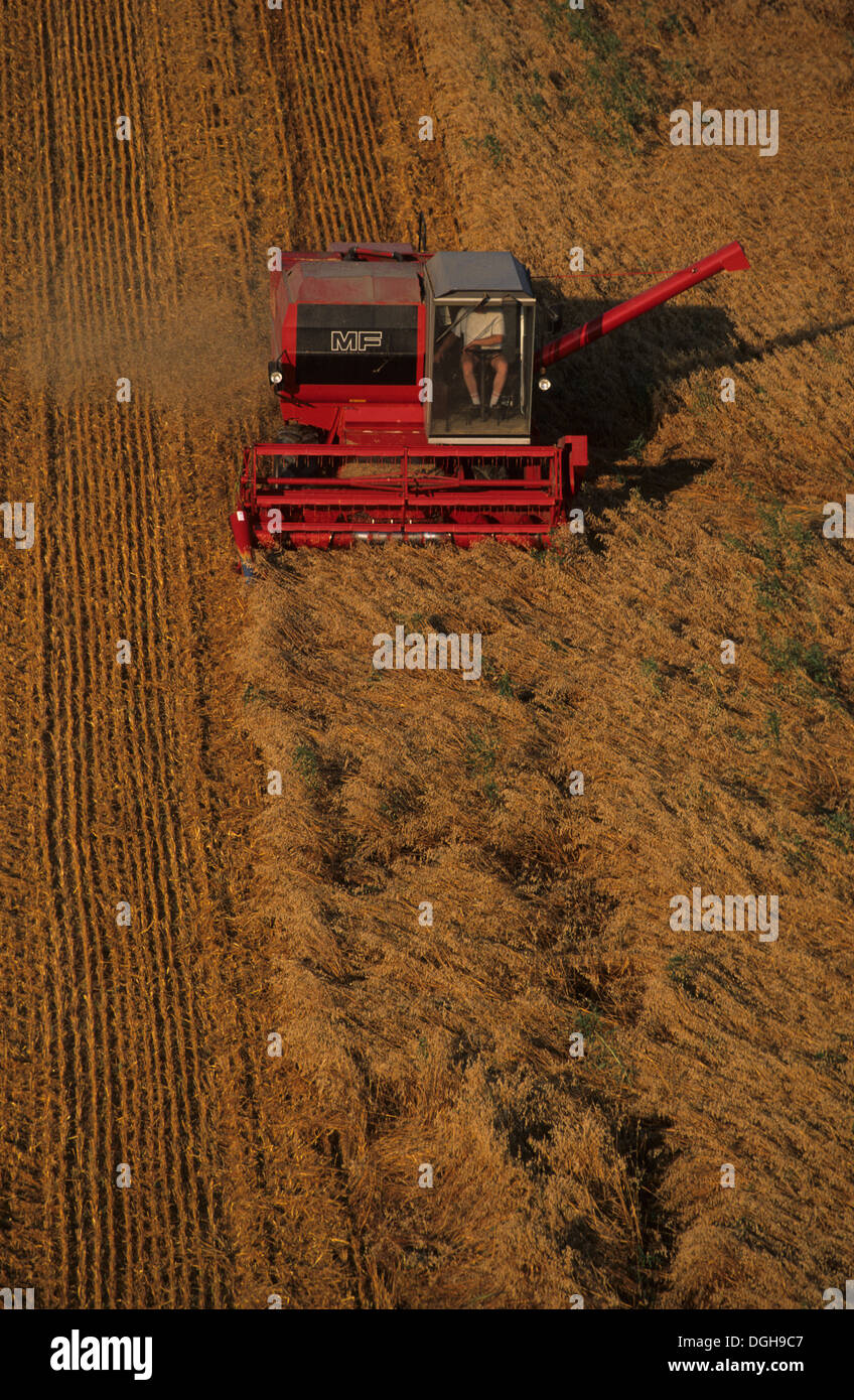 Oat (Avena sativa) crop, Massey Ferguson combine harvester at work ...