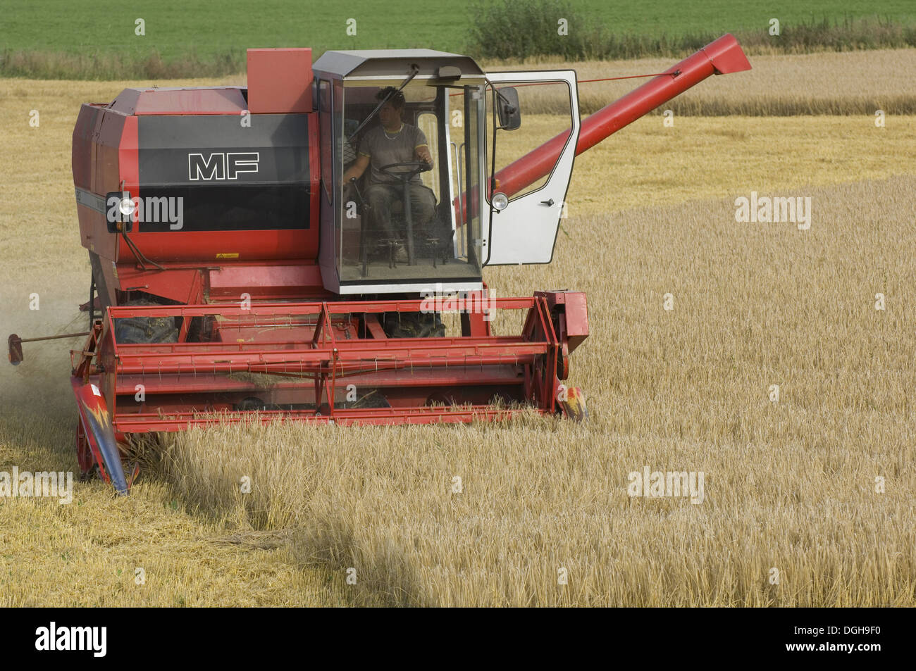 Oat (Avena sativa) crop, Massey Ferguson combine harvester harvesting ...