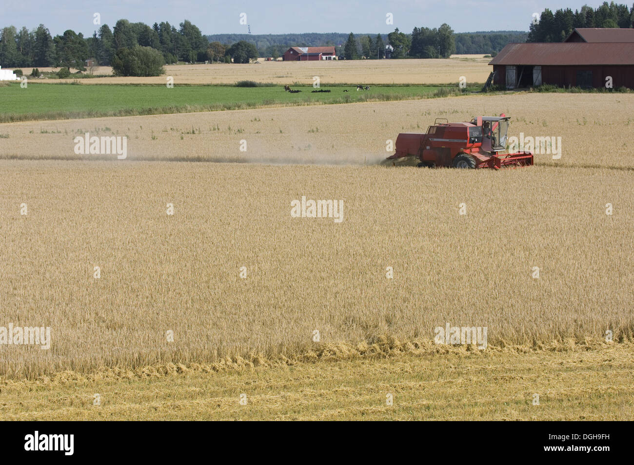 Oat (Avena sativa) crop, Massey Ferguson combine harvester harvesting ...