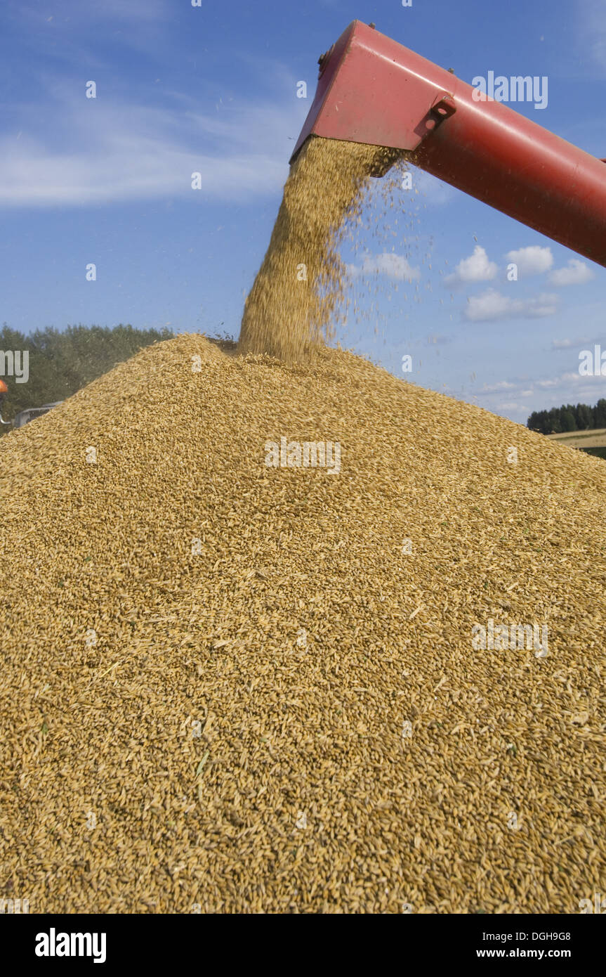 Oat (Avena sativa) crop, combine harvester unloading grain into trailer ...