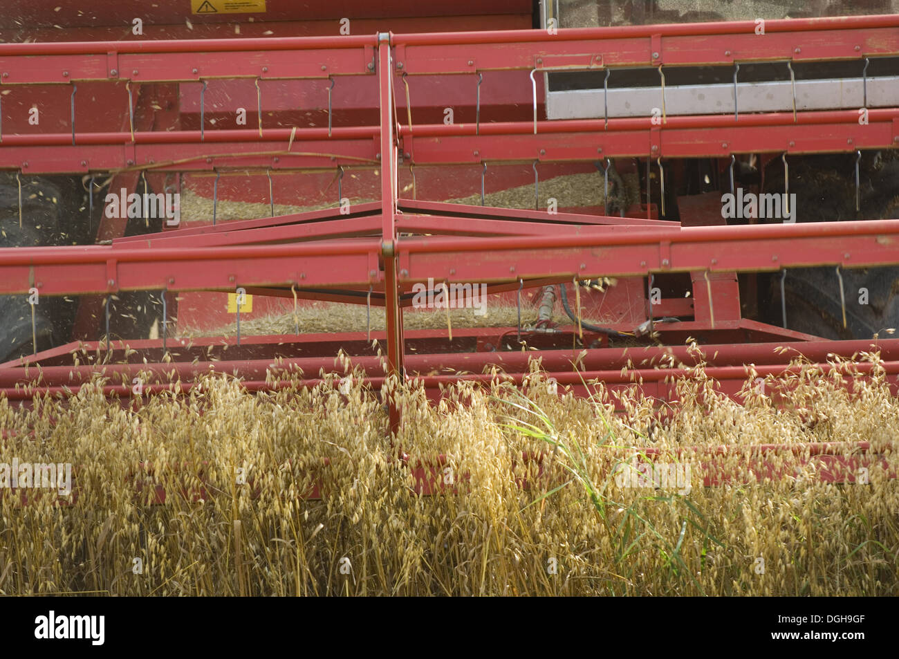 Oat (Avena sativa) crop, harvesting field, close-up of combine ...