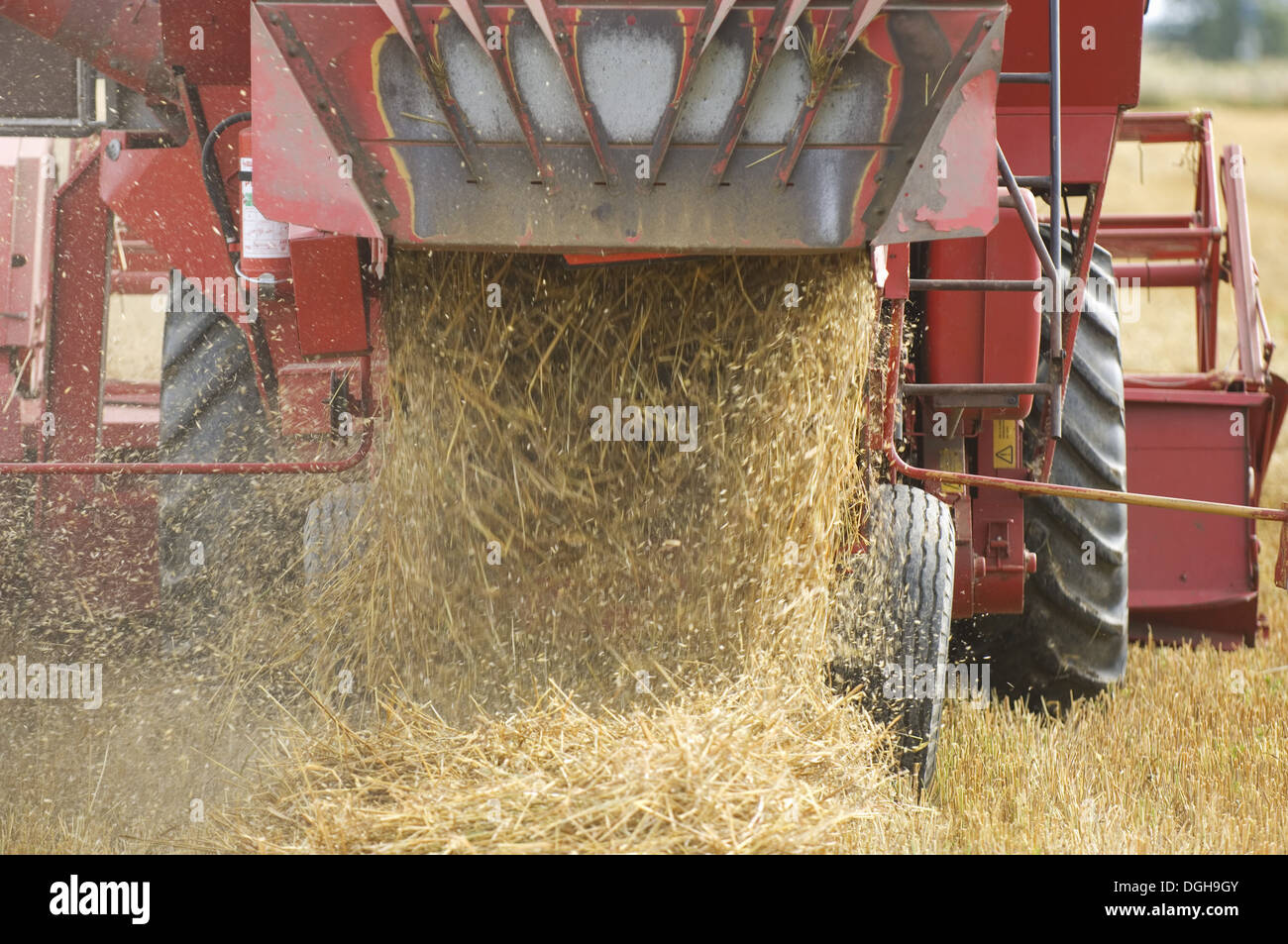 Oat (Avena sativa) crop, harvesting field, close-up of combine ...