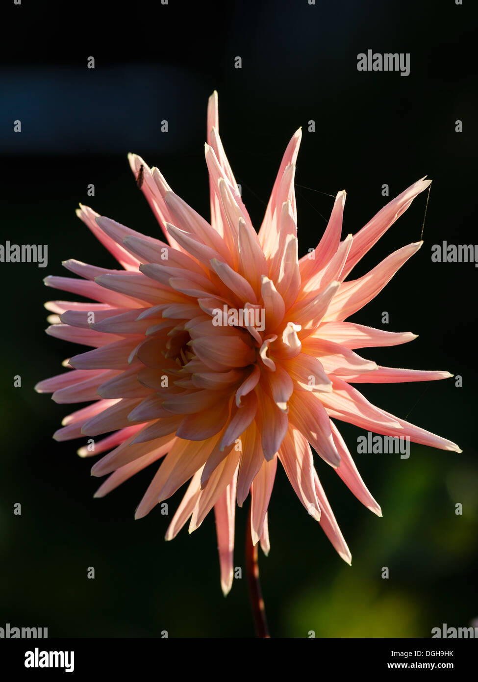 Dahlia Light High Resolution Stock Photography and Images - Alamy