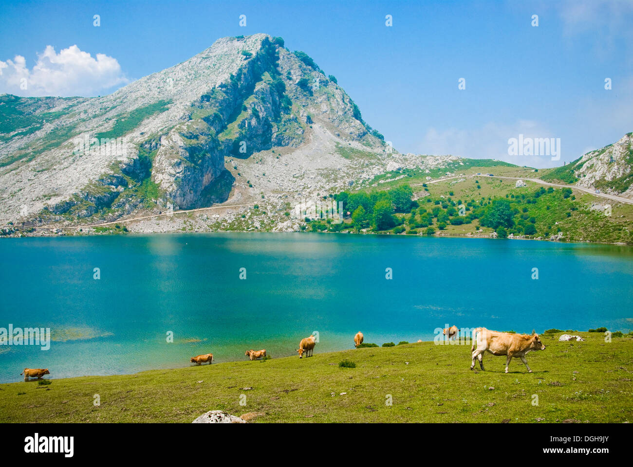 Cows enjoying life in the mountains in the Picos mountains in Spain ...