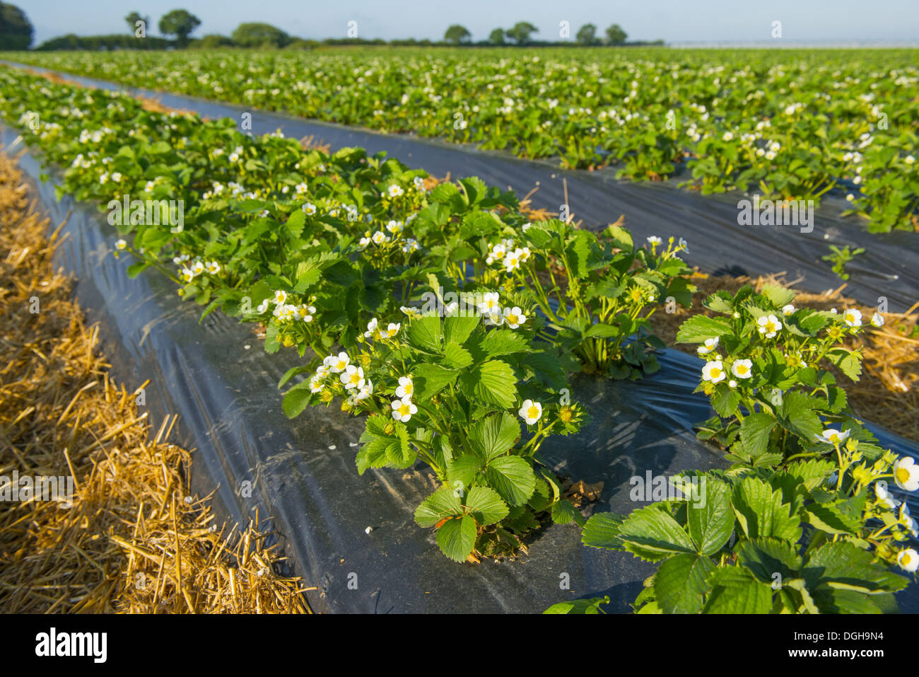 Strawberries fragaria sp hi-res stock photography and images - Alamy
