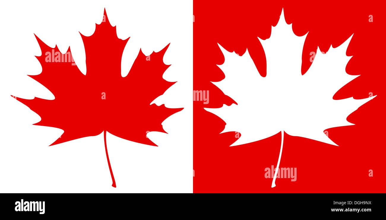 Double maple leaf silhouette on a contrast background Stock Photo - Alamy