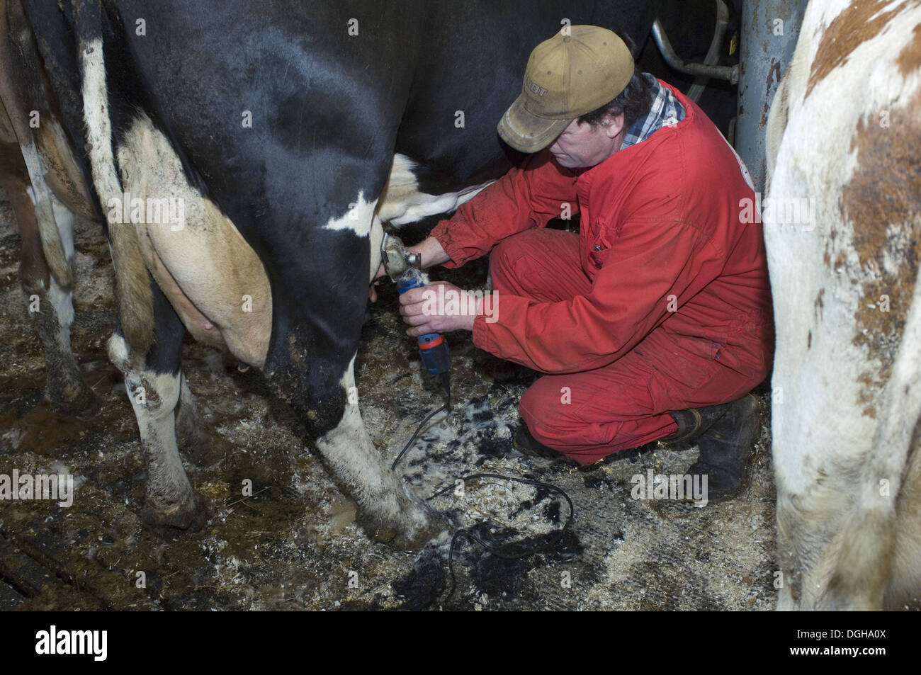 Dairy farmer clipping hair from coat of dairy cow, Sweden Stock Photo ...
