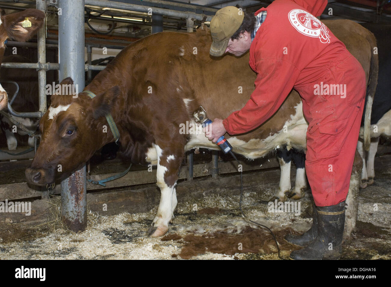 Dairy farmer clipping hair from coat of dairy cow, Sweden Stock Photo ...