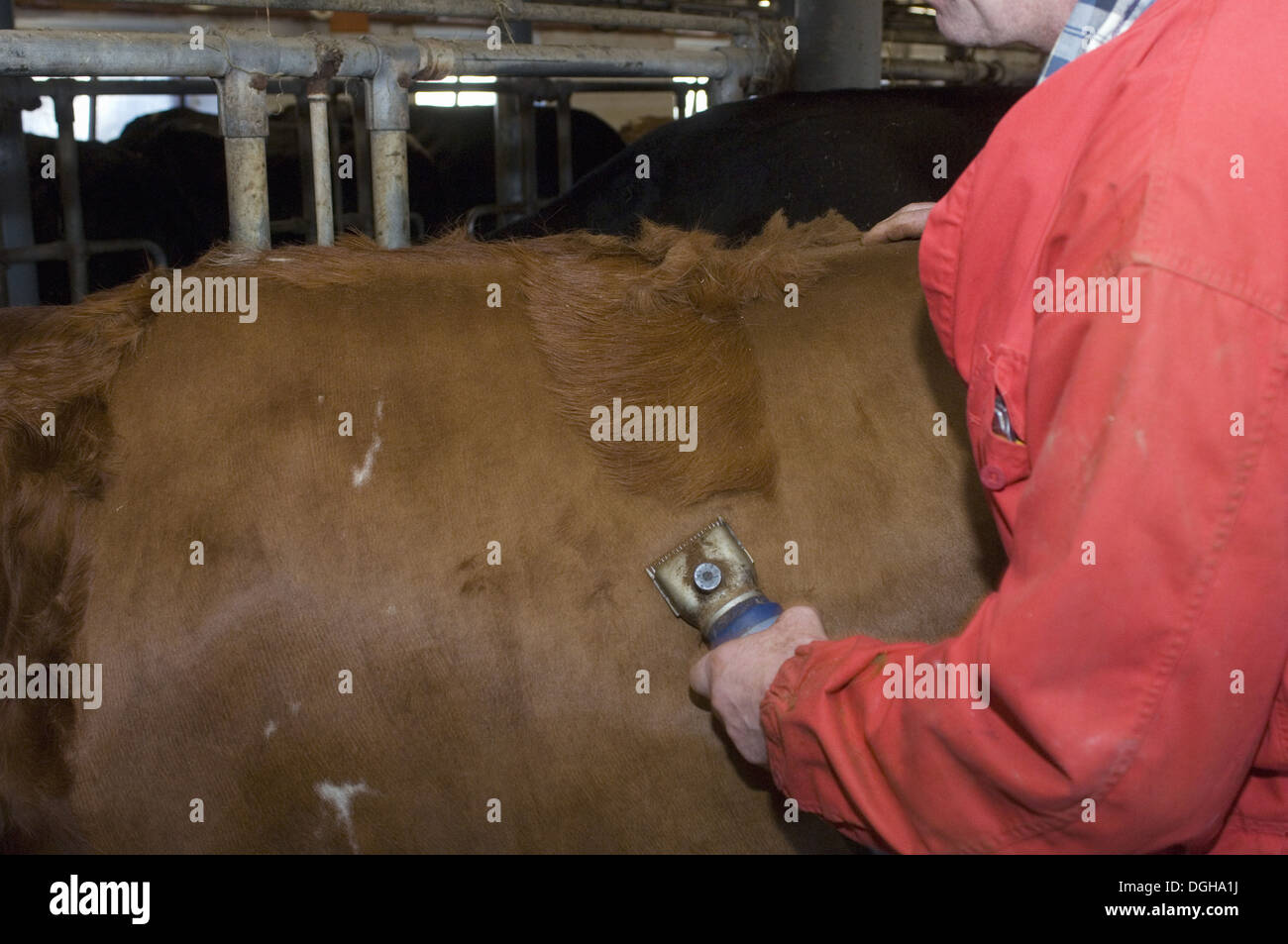 Dairy farmer clipping hair from coat of dairy cow, Sweden Stock Photo ...