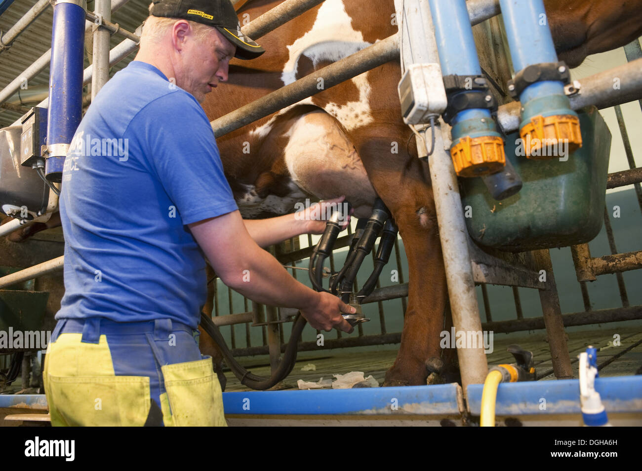 Dairy farmer working in milking parlour, attaching cluster unit to ...