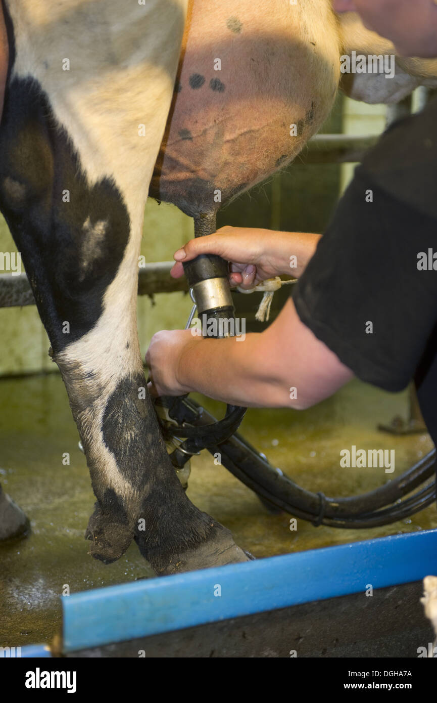 Dairy farmer working in milking parlour, attaching cluster unit to ...