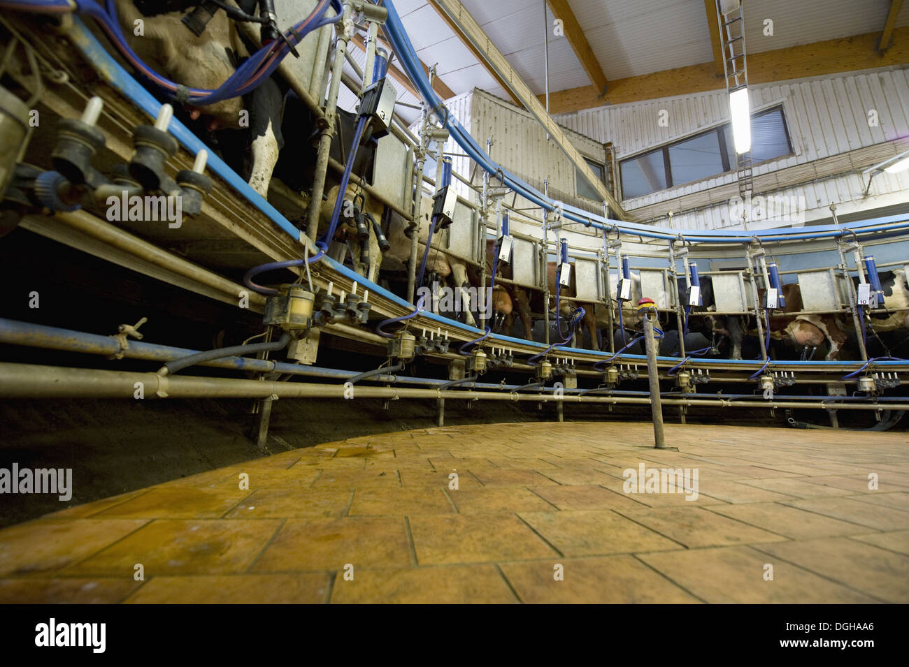 Dairy farming, dairy cows, in rotary milking parlour on organic farm ...