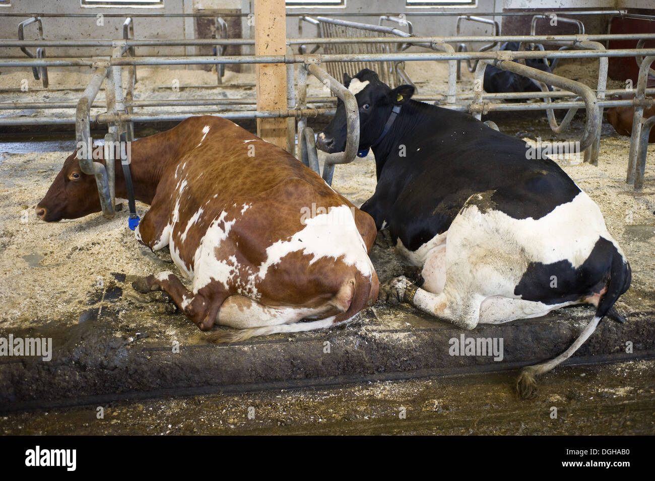 Dairy farming, dairy cows, resting in cubicle house on organic farm ...