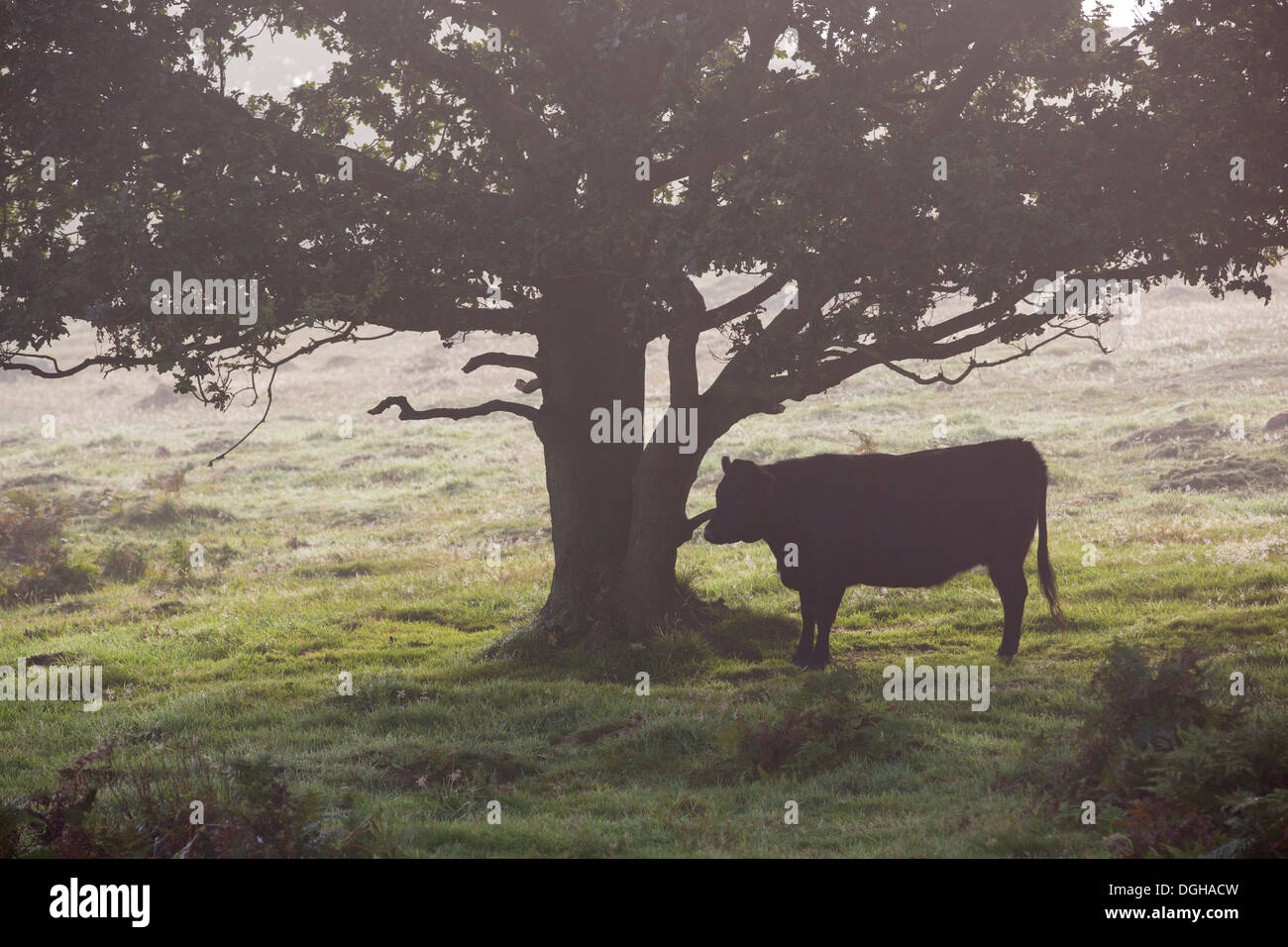 Cow and tree hi-res stock photography and images - Alamy