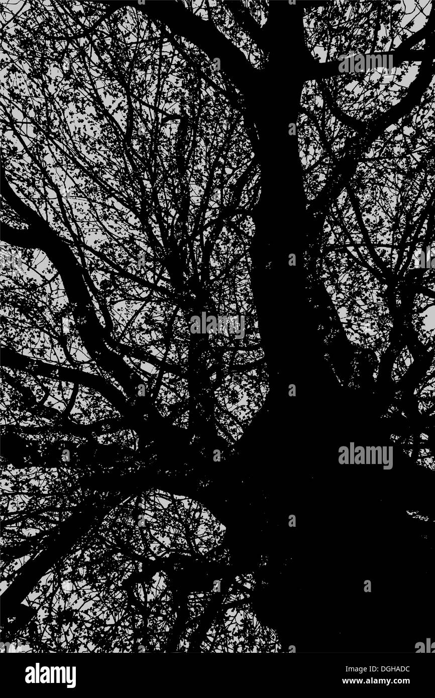 Big old oak texture. EPS10 vector Stock Photo - Alamy
