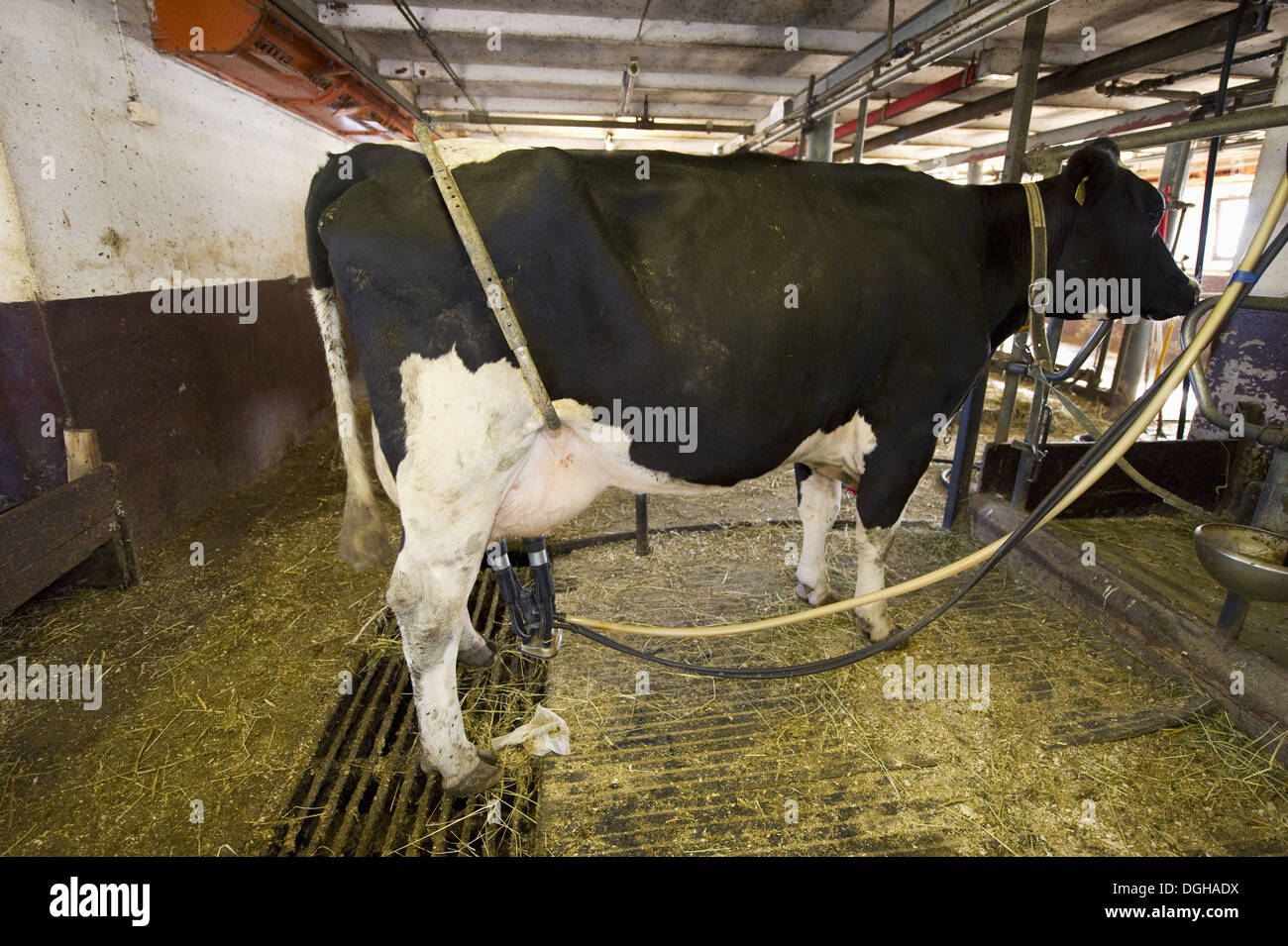Dairy farming, dairy cow, with bow to prevent kicking, being milked in ...