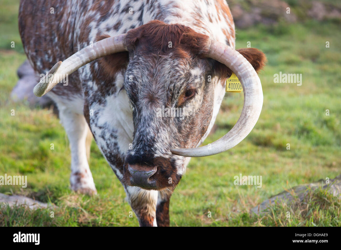 An English Longhorn cow on the Beacon, Leicestershire, UK Stock Photo ...