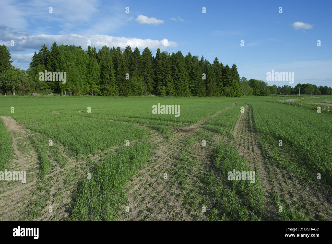 Tramlines in arable field with seedling crop, Sweden, june Stock Photo ...