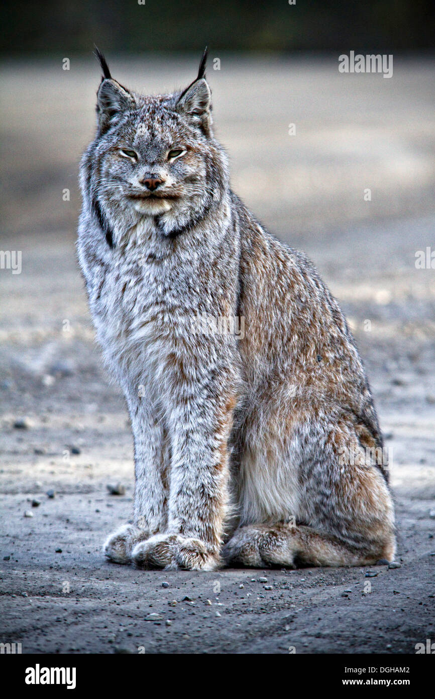 A lone Canadian lynx in Denali National Park, Alaska Stock Photo - Alamy