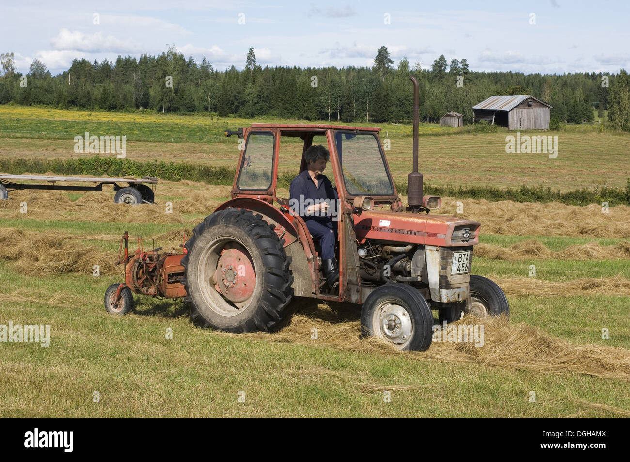 Massey Ferguson tractor with line hay rake, lining up harvested hay ...