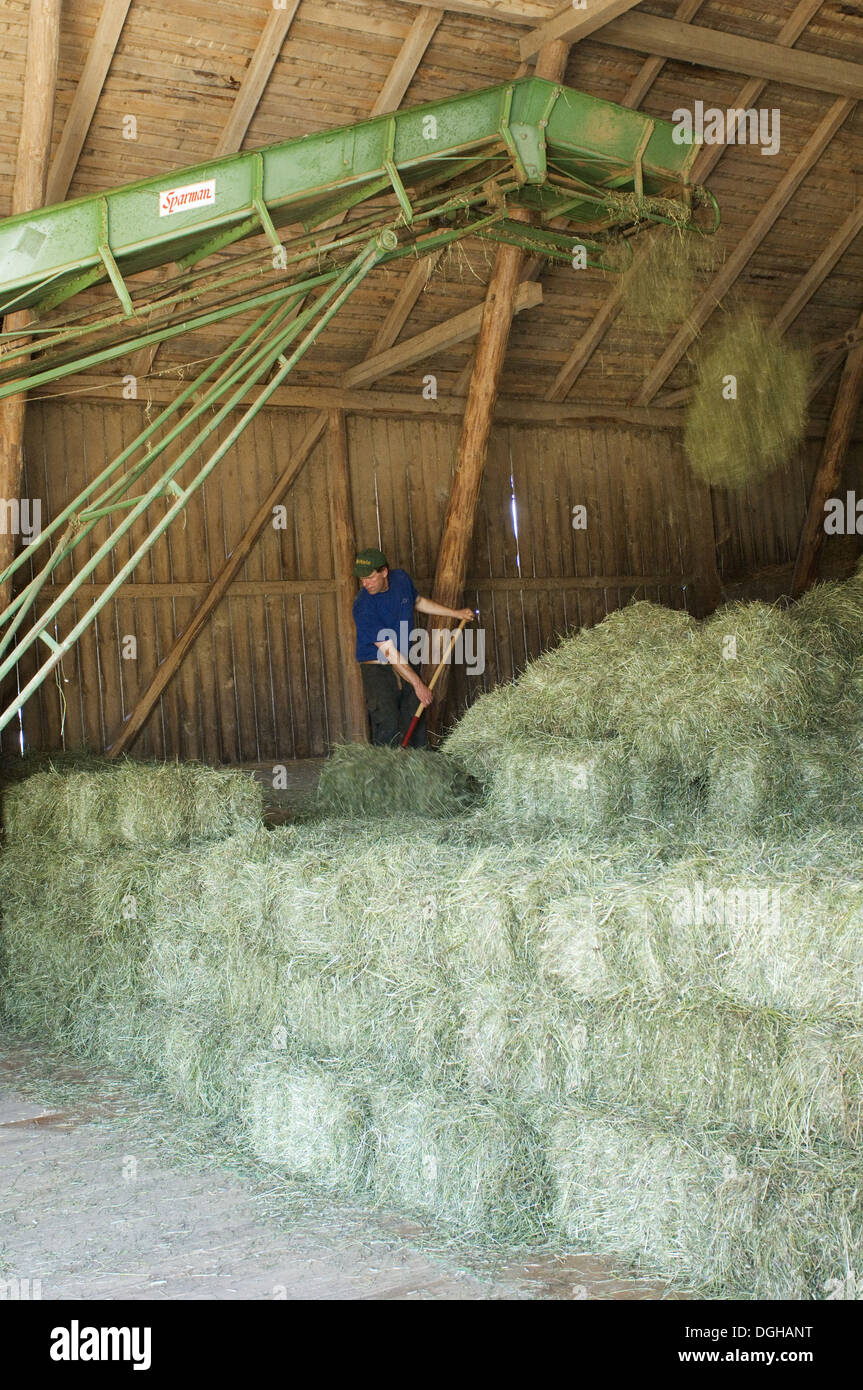 Small bale elevator hi-res stock photography and images - Alamy