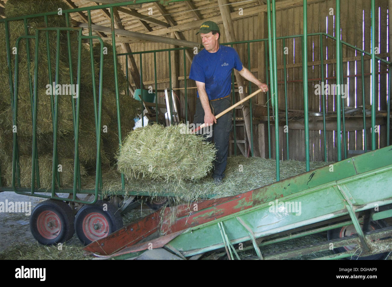 Farmer unloading small bales from wagon onto elevator in barn, Sweden ...
