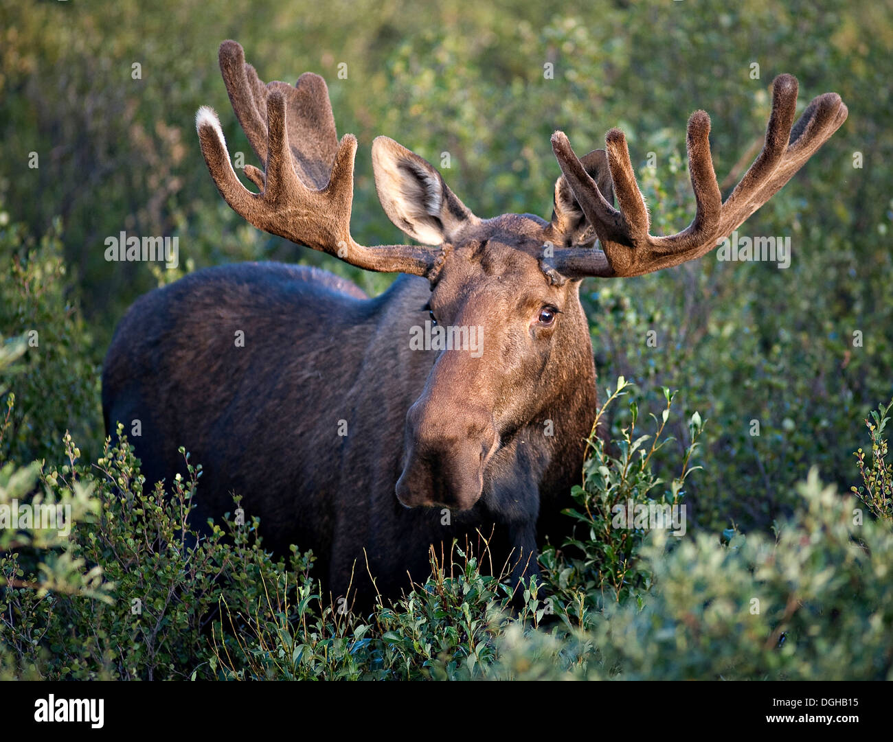 Moose country hi-res stock photography and images - Alamy