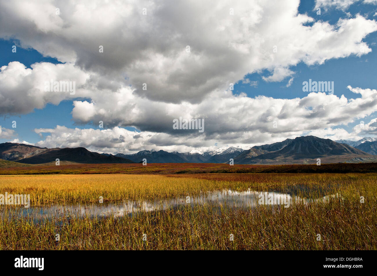 Ephemeral pond in the autumn Denali National Park, Alaska Stock Photo ...