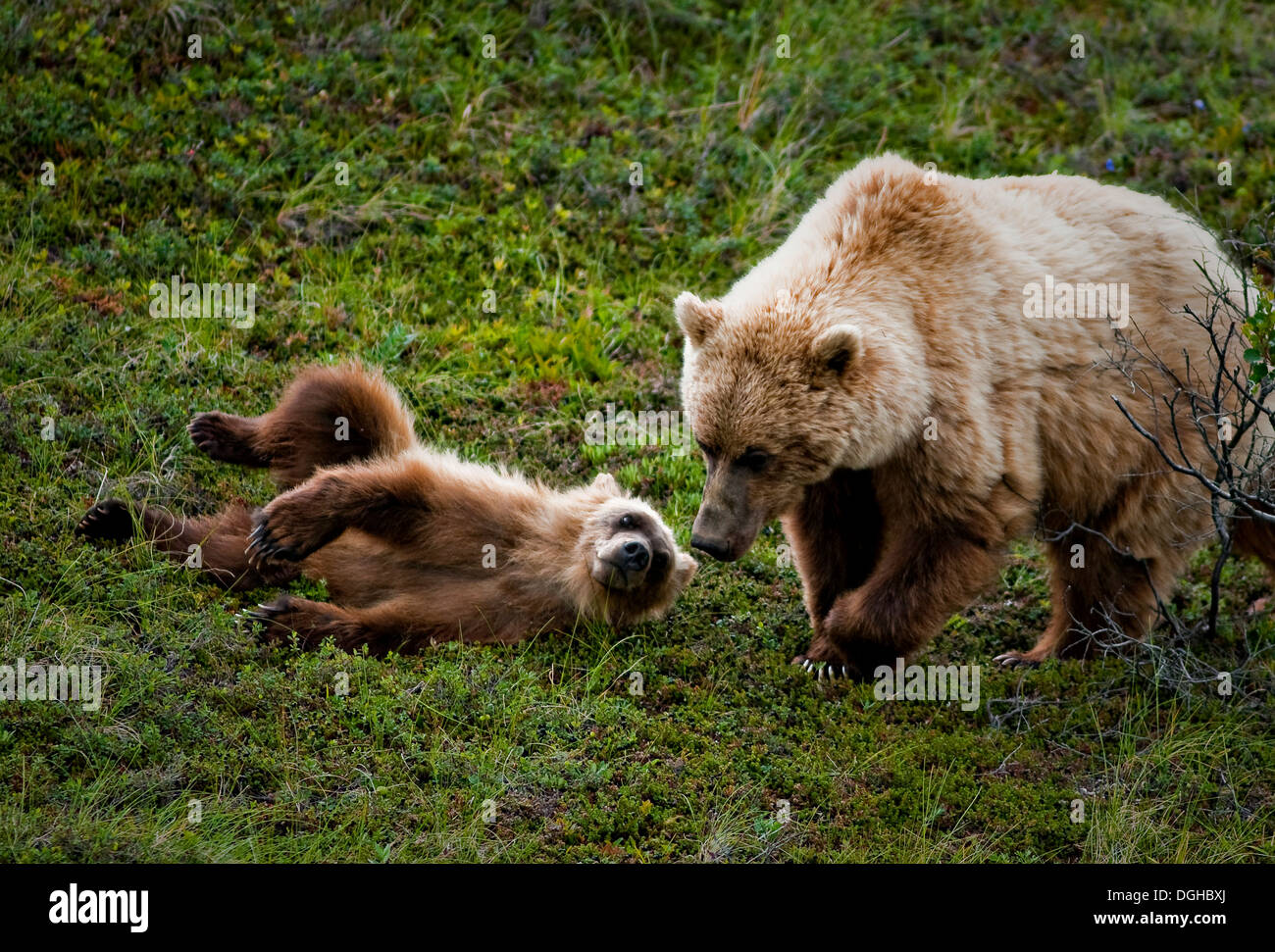 Grizzly bear sow denali national park hi-res stock photography and ...