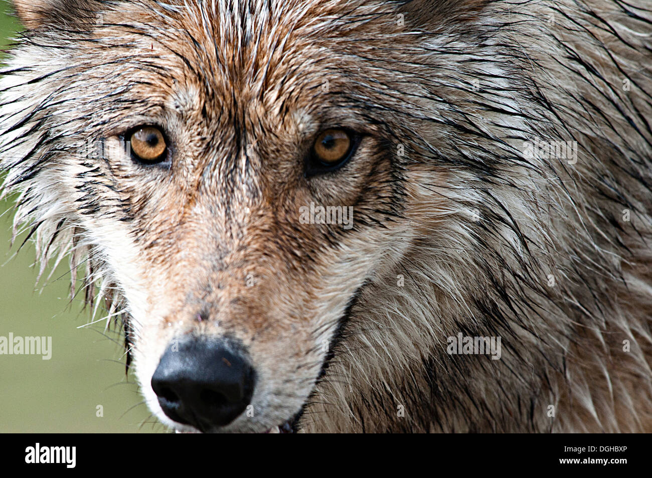 Yukon wolf hi-res stock photography and images - Alamy