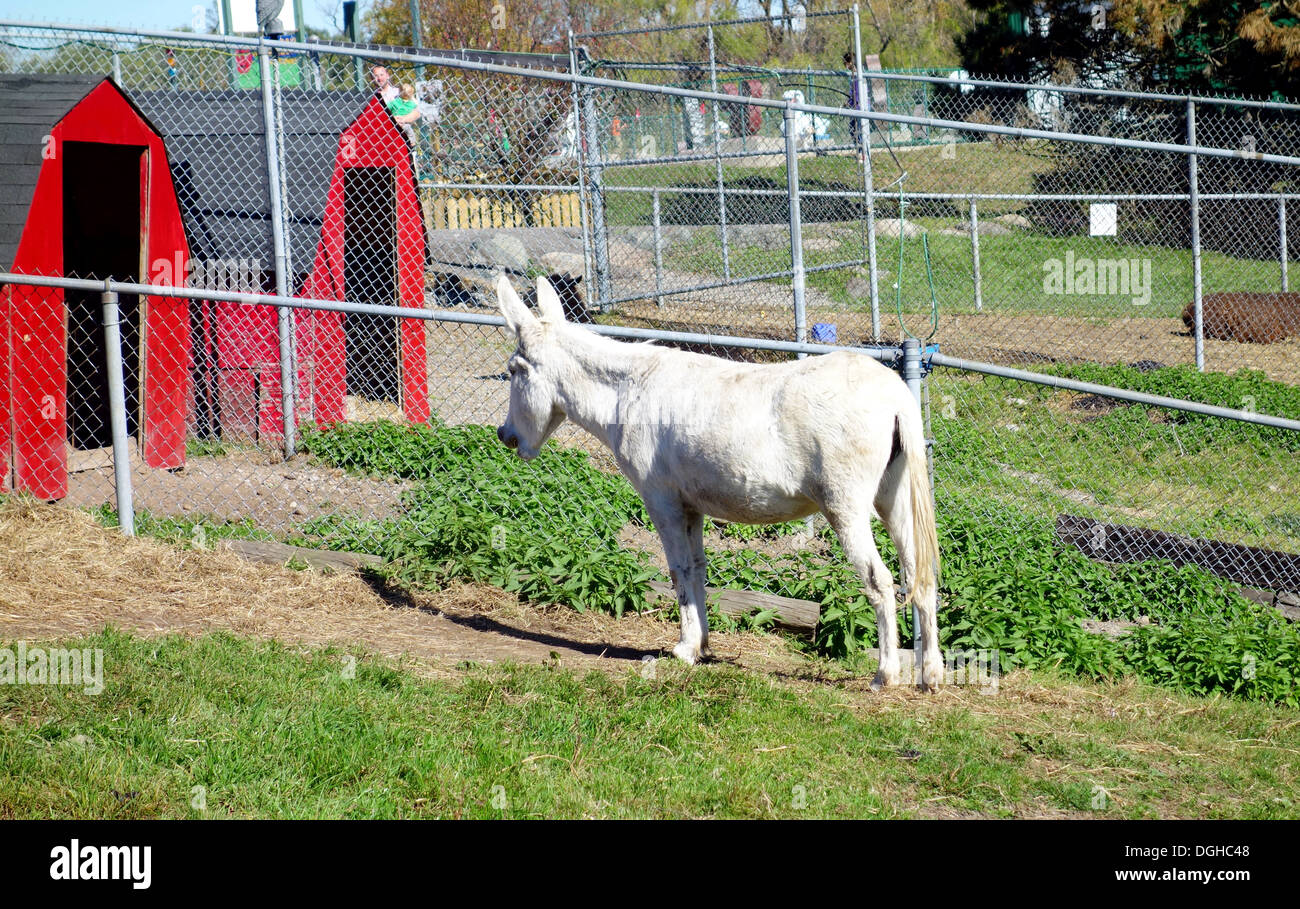 White mule hi-res stock photography and images - Alamy