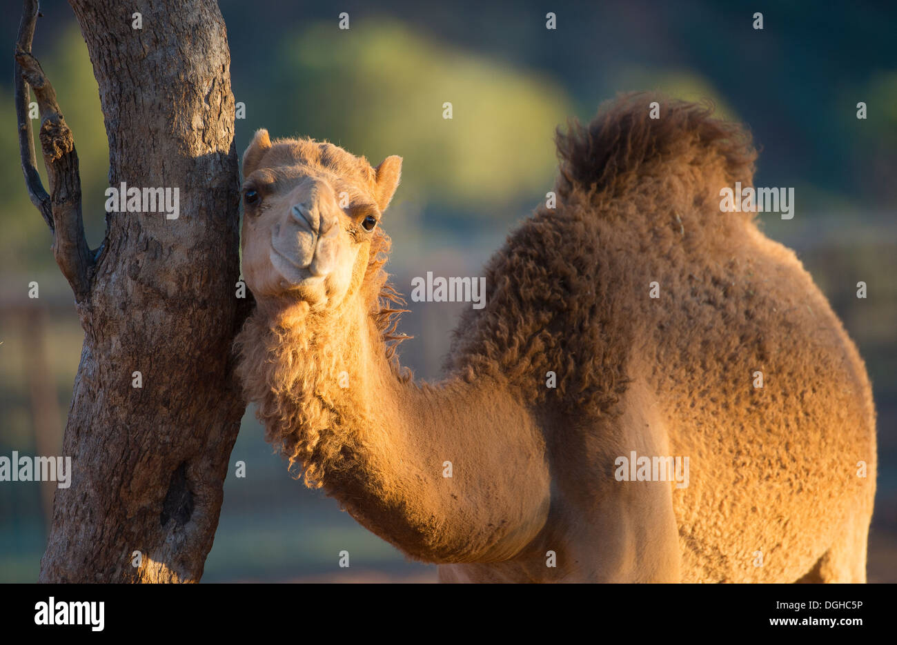 How the camel got its hump High Resolution Stock Photography and Images ...