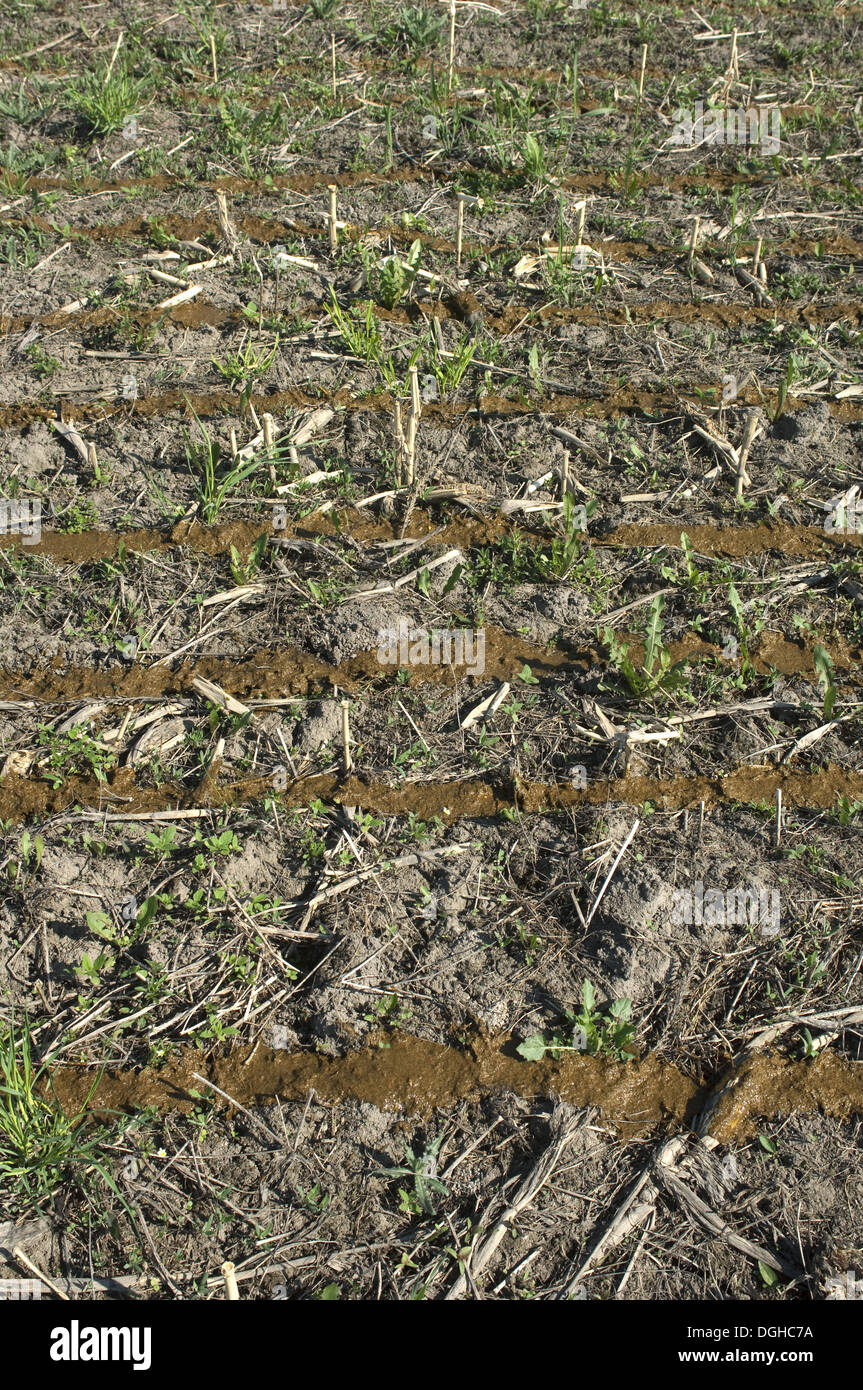Slurry spread onto stubble field, from slurry tanker and slurry ...