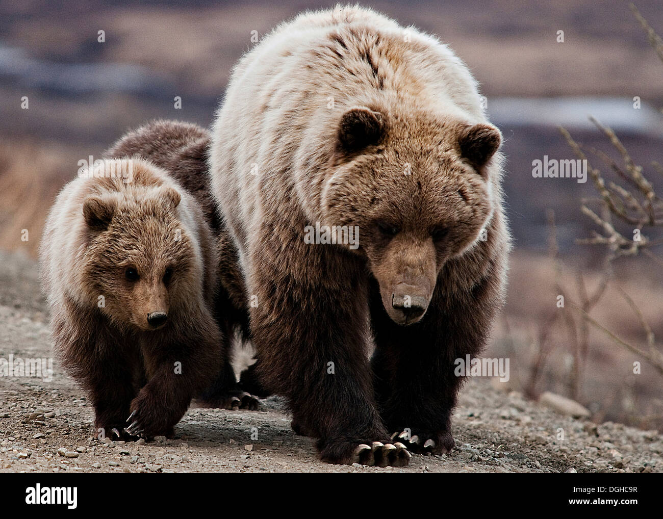 Denali grizzly bear cubs hi-res stock photography and images - Alamy