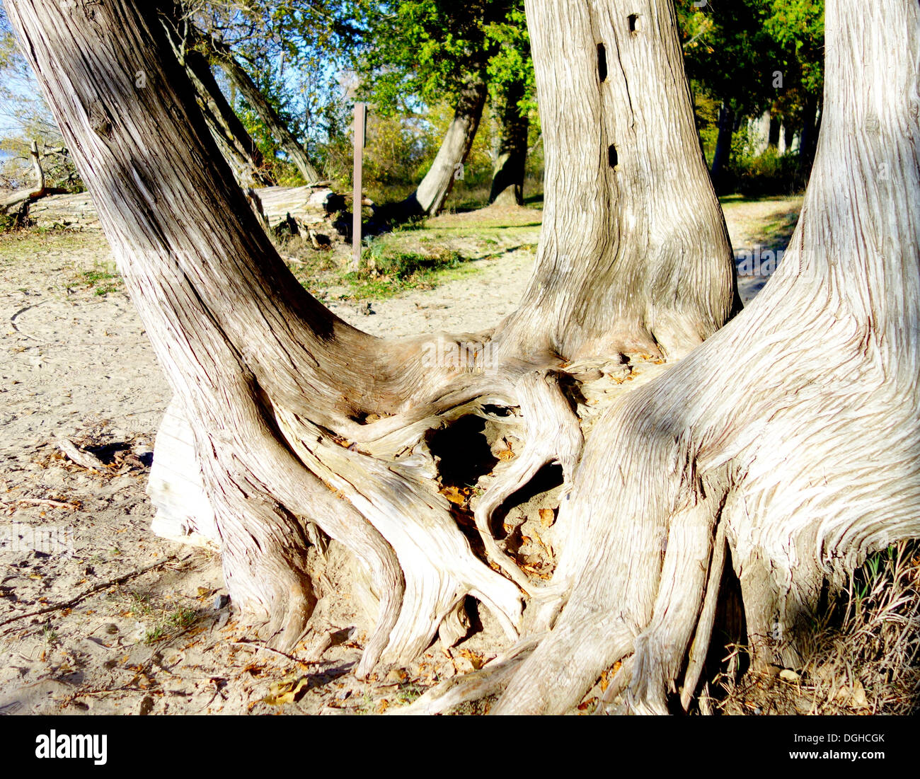 Trees on a beach Stock Photo - Alamy