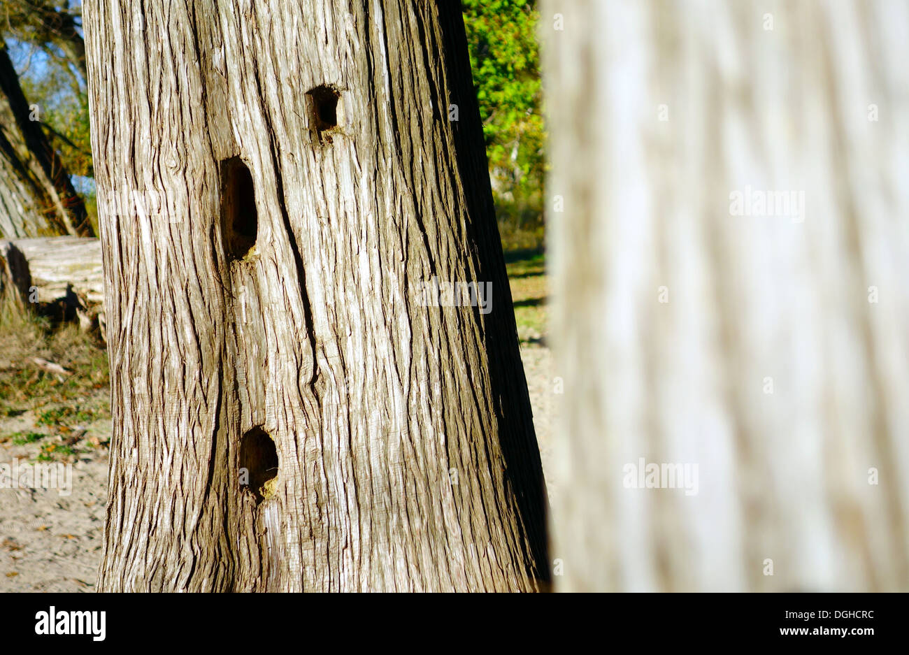 Hollow trees hi-res stock photography and images - Alamy