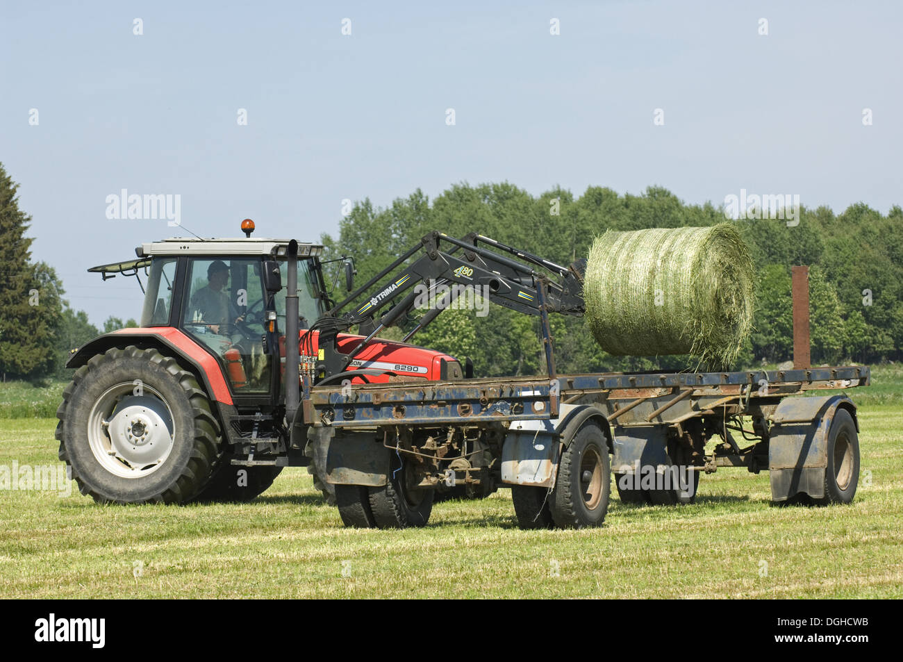 Round silage bales, loaded onto trailer by Massey Ferguson 6290 tractor ...