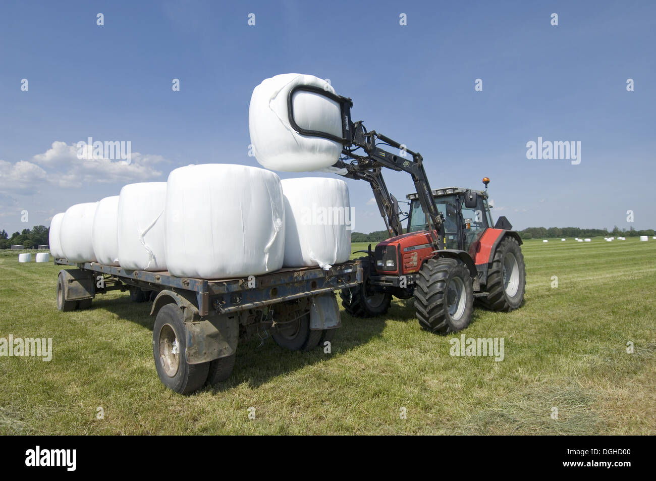Plastic wrapped round silage bales, stacked onto trailer with ...