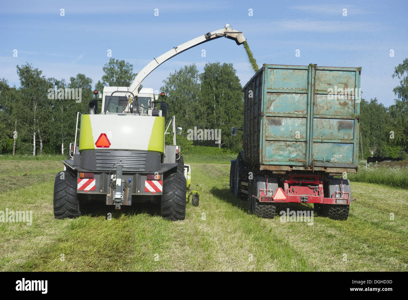 Claas Jaguar 850 forage harvester, cutting grass for silage and loading ...