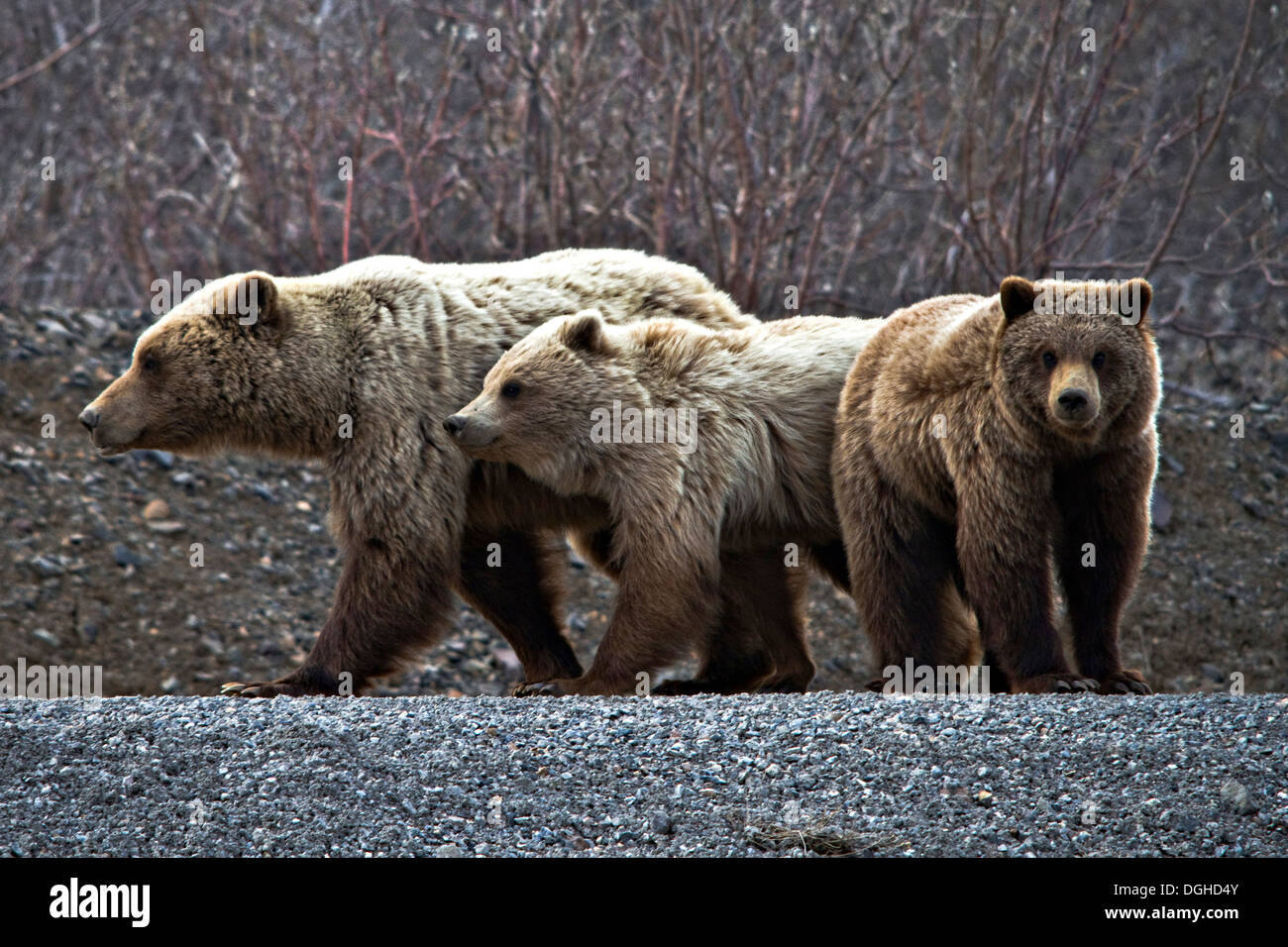 Denali grizzly bear cubs hi-res stock photography and images - Alamy